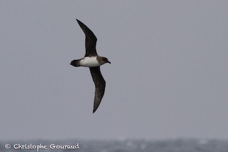 Atlantic Petrel - Pterodroma incerta - Birds of the World