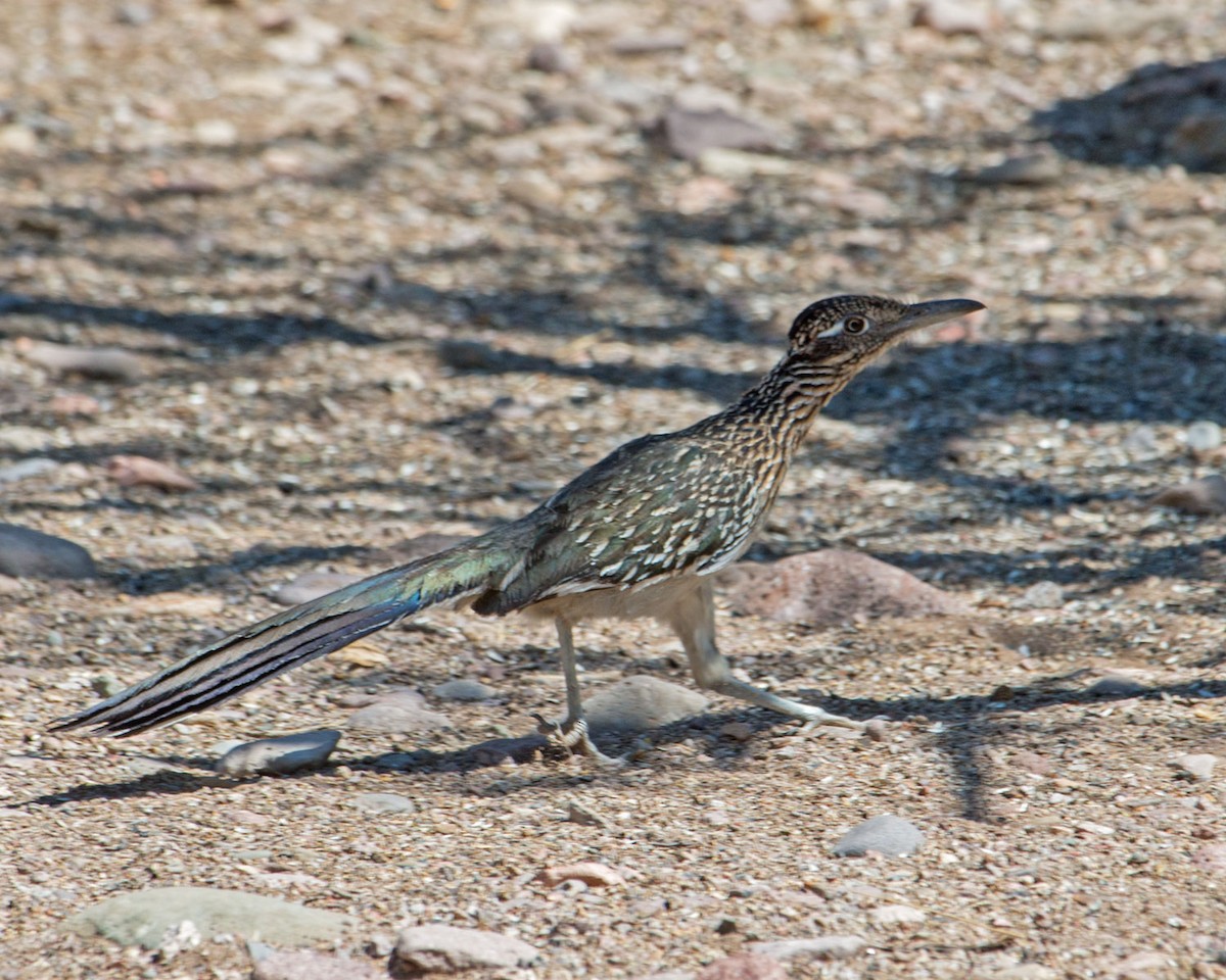 eBird Checklist - 5 May 2018 - Portal--Bob Rodrigues yard (Dave Jasper ...