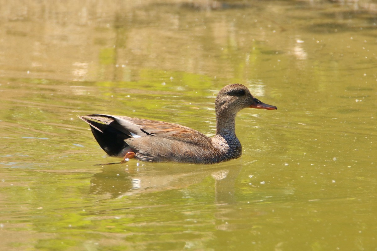eBird Checklist - 3 May 2018 - Henderson Bird Viewing Preserve - 28 species
