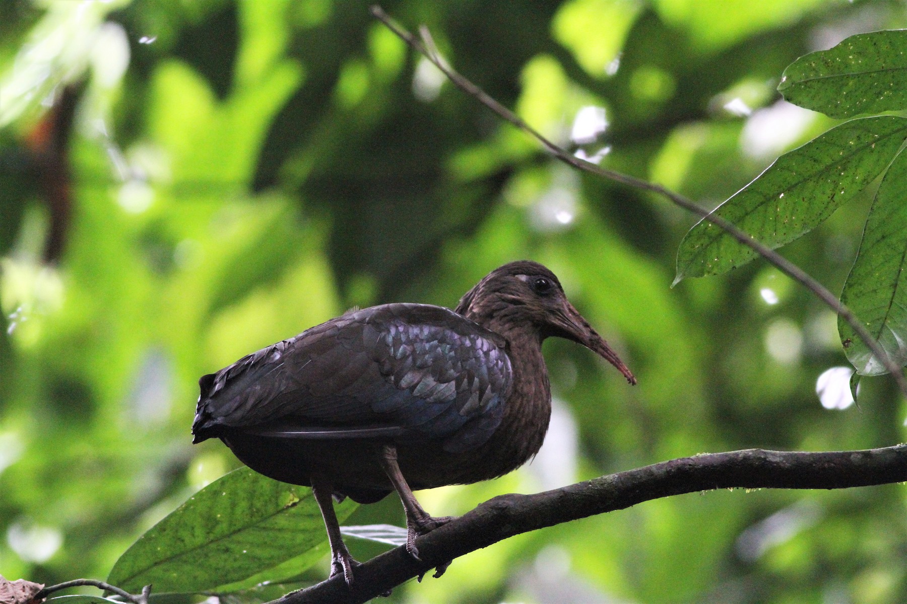 Sao Tome Ibis - eBird
