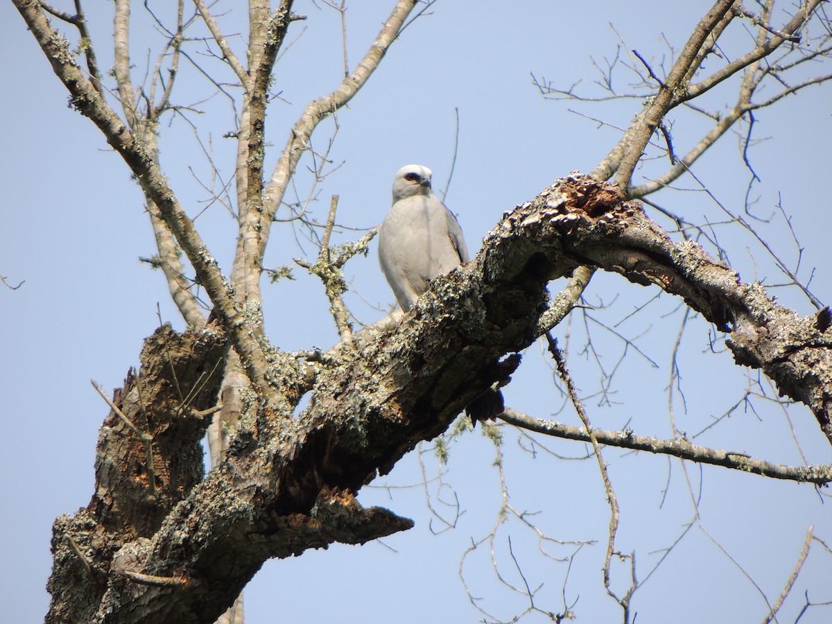 eBird Checklist - 11 May 2018 - Sheffield Nelson Dagmar WMA - 45 species