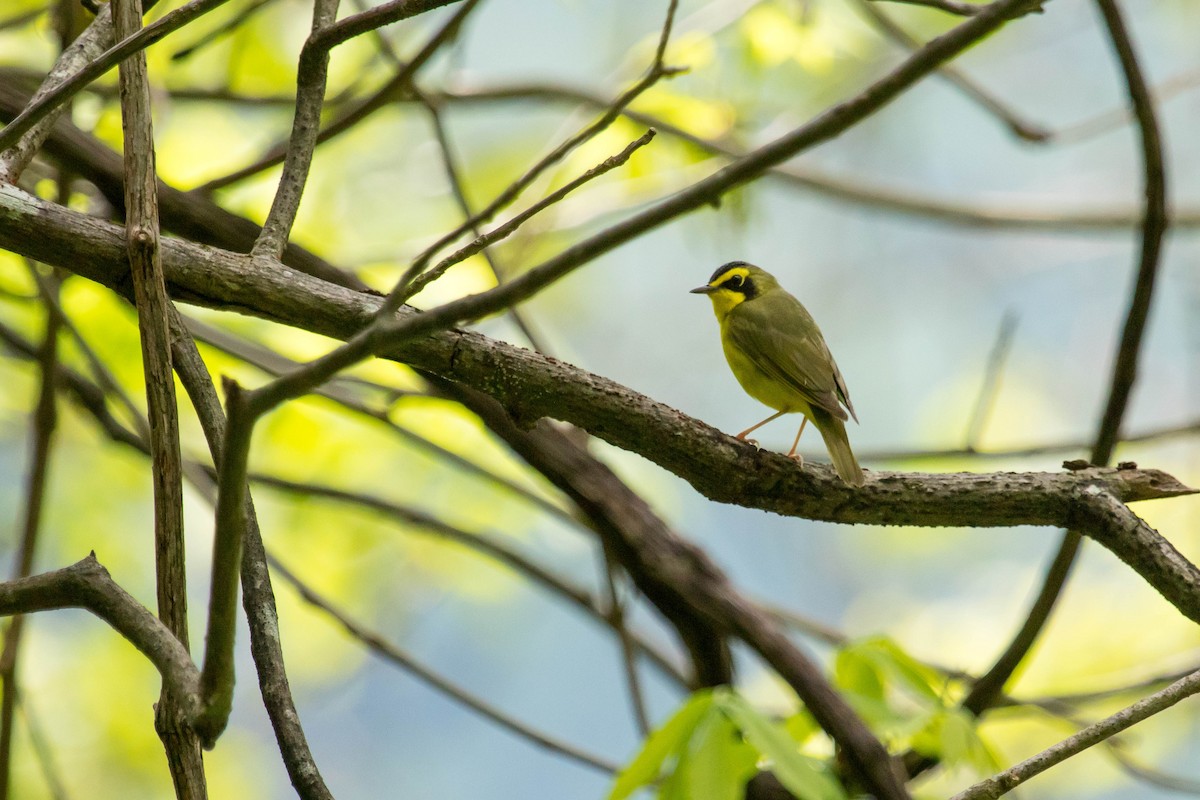 Virginia Breeding Bird Atlas Checklist - 17 May 2018 - Blue Ridge ...