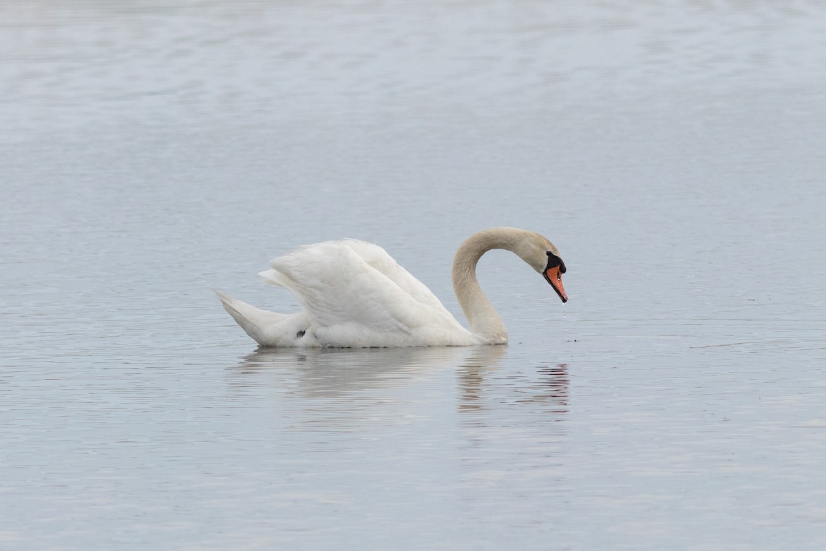 eBird Checklist - 17 May 2018 - Wertheim NWR - 63 species