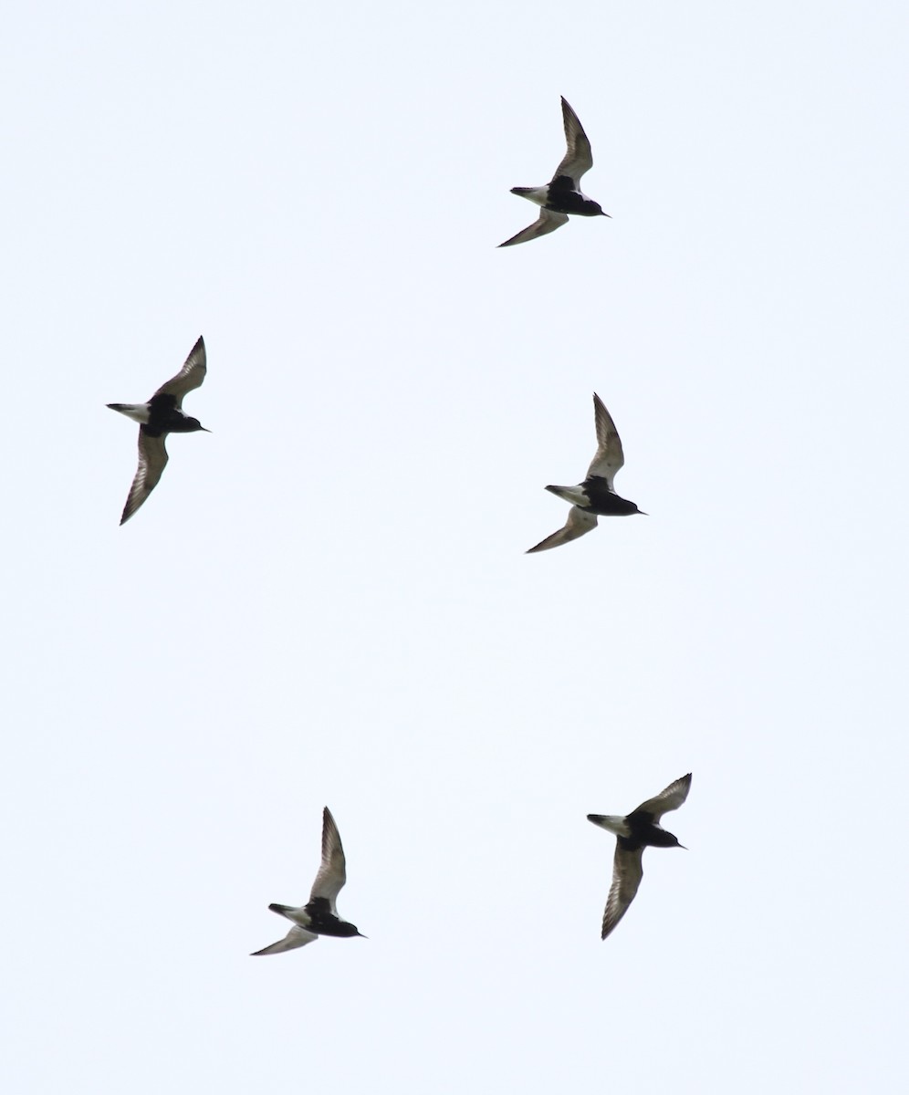 Virginia Breeding Bird Atlas Checklist - 18 May 2018 - 8532 Langhorne ...