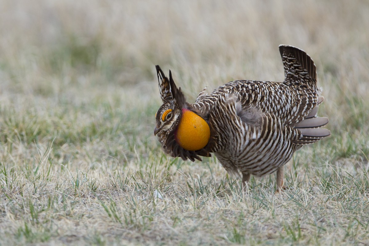 ML100855051 - Greater Prairie-Chicken - Macaulay Library