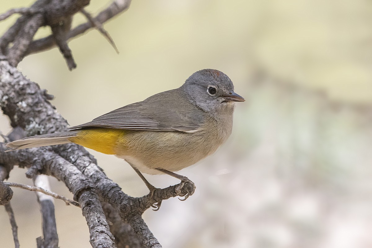 ML100891481 - Colima Warbler - Macaulay Library