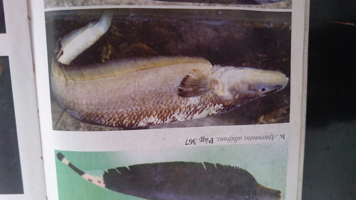 ML101197531 - Fish sp. - Macaulay Library