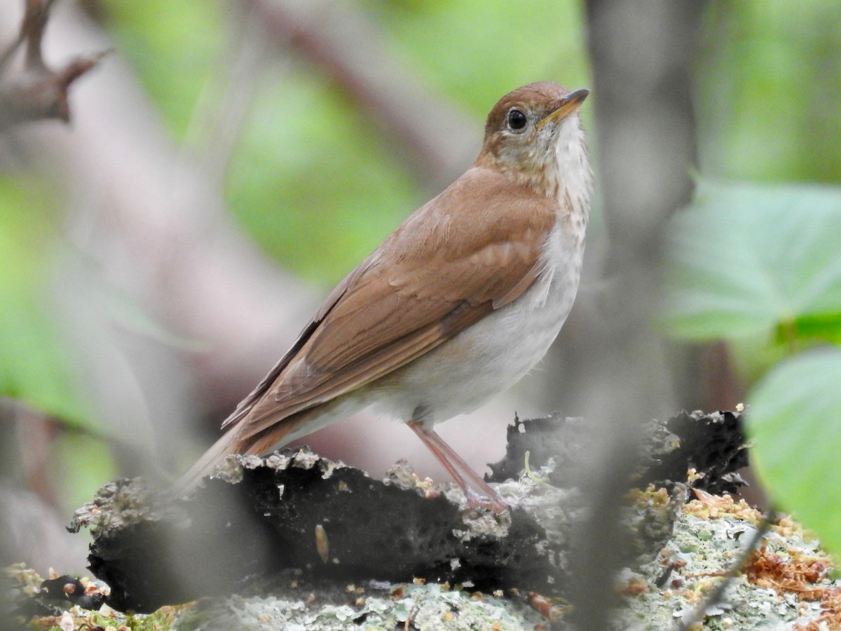 Virginia Breeding Bird Atlas Checklist - 20 May 2018 - Apple Orchard ...