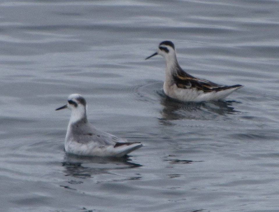 eBird Checklist - 21 Aug 2013 - Kodiak Is.--Marine waters off Cape ...