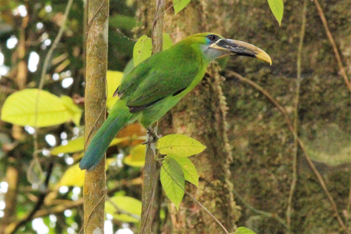 eBird Checklist - 18 Mar 2016 - El Dorado ProAves Reserve - 45 species