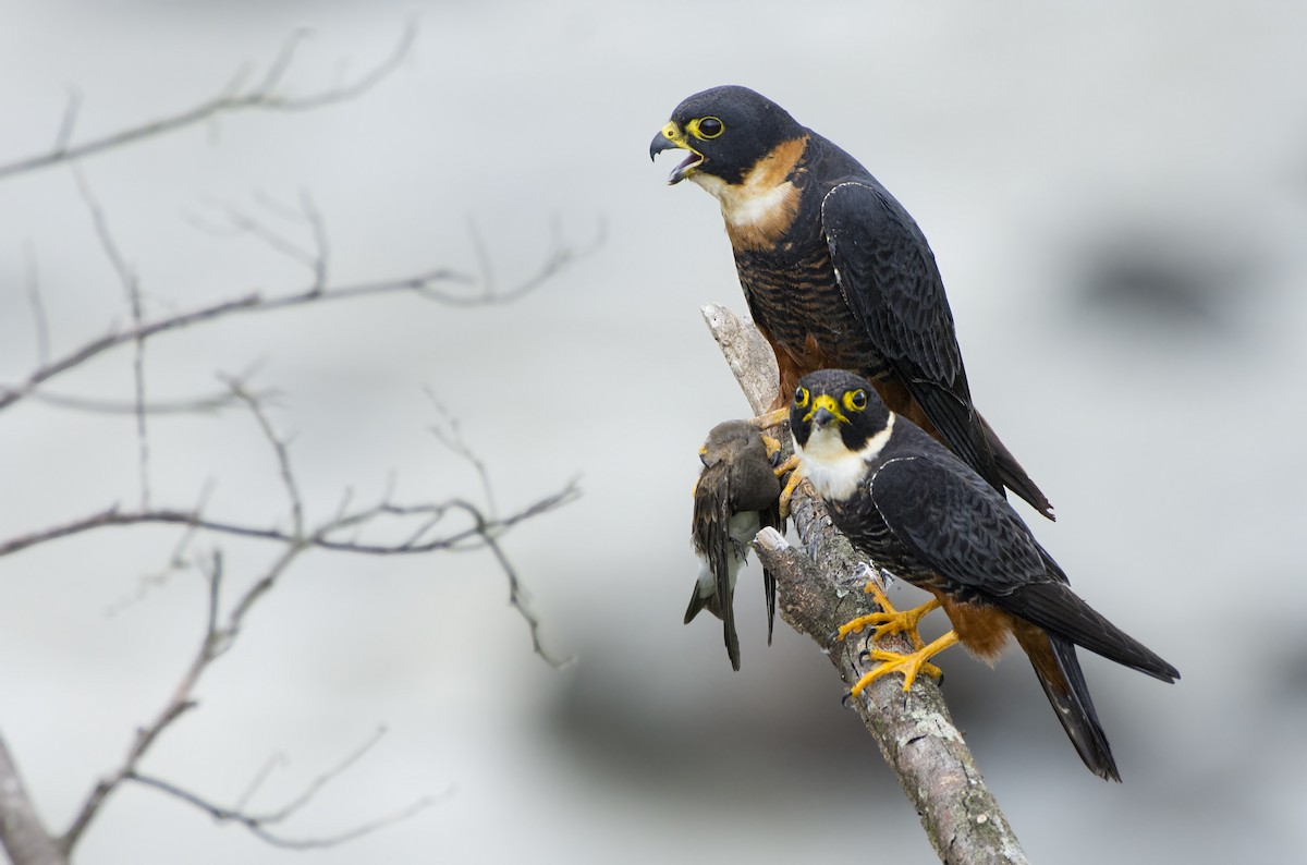 Media Search - Macaulay Library and eBird