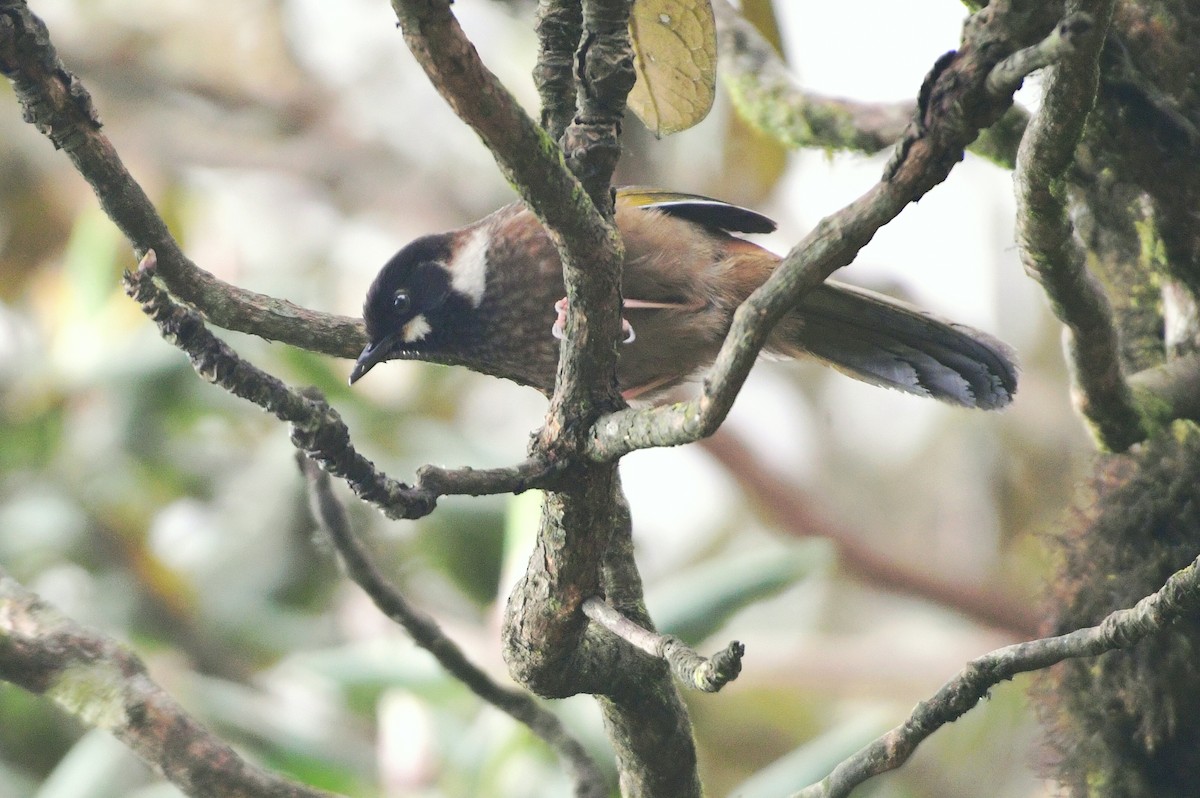 ML102032041 - Black-faced Laughingthrush - Macaulay Library