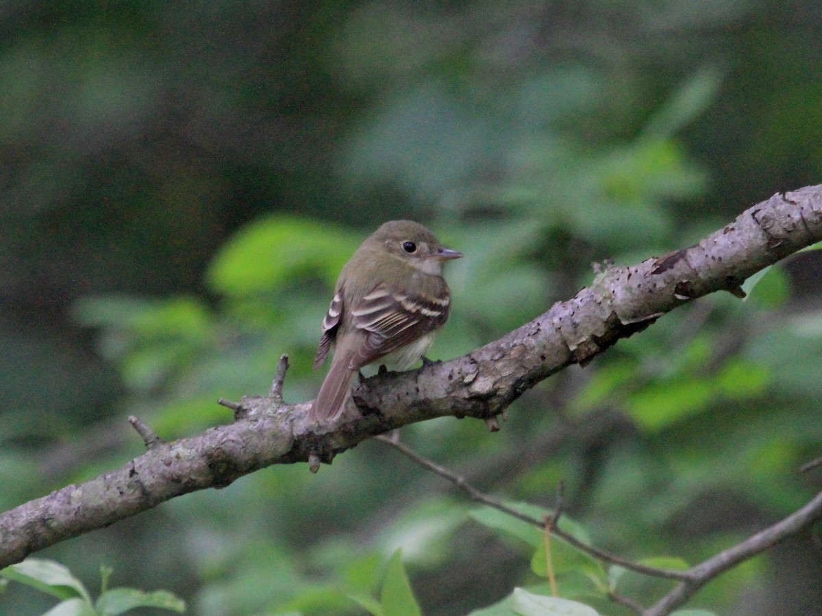 eBird Checklist - 28 May 2018 - Julian L. Capik Nature Preserve - 53 ...
