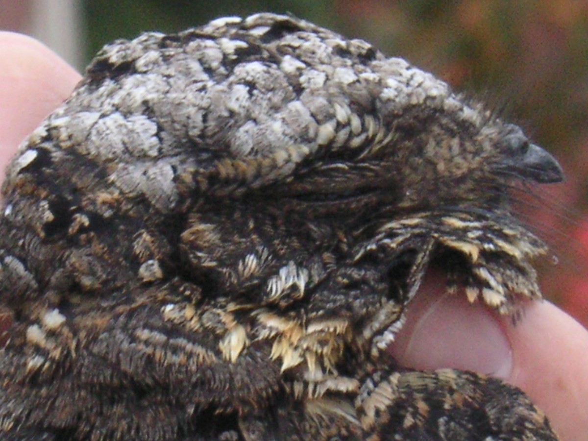 ML102737391 - Common Poorwill - Macaulay Library