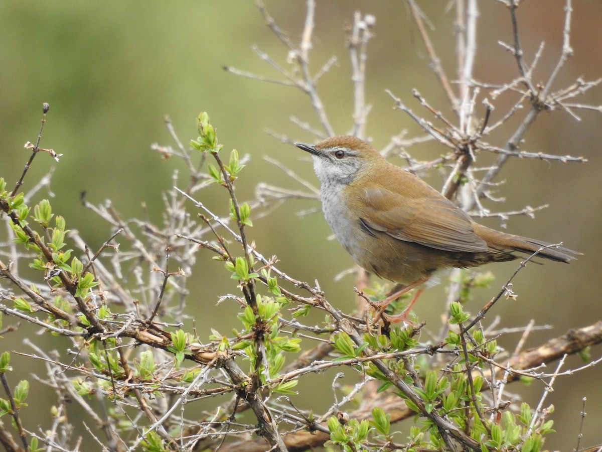 ML103196251 - Spotted Bush Warbler - Macaulay Library