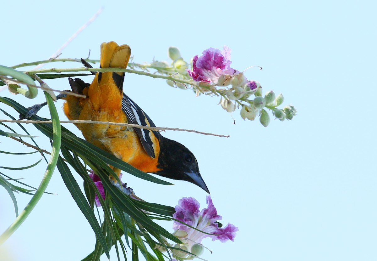eBird Checklist - 4 Jun 2018 - Hi Sahara Oasis - 12 species