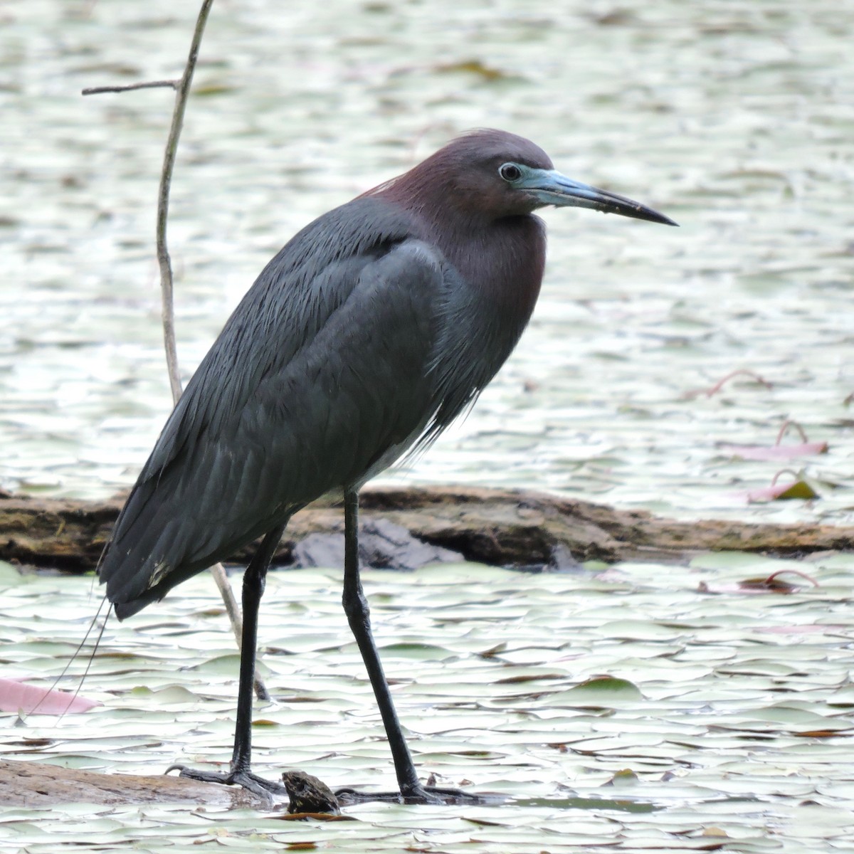 eBird Checklist - 28 May 2018 - North Point SP--Black Marsh - 35 species