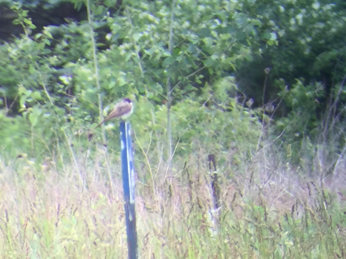 eBird Checklist - 10 Jun 2018 - stakeout Fork-tailed Flycatcher Double ...