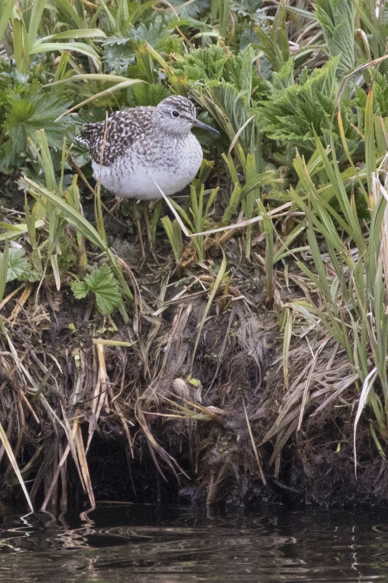 ML104150211 - Wood Sandpiper - Macaulay Library
