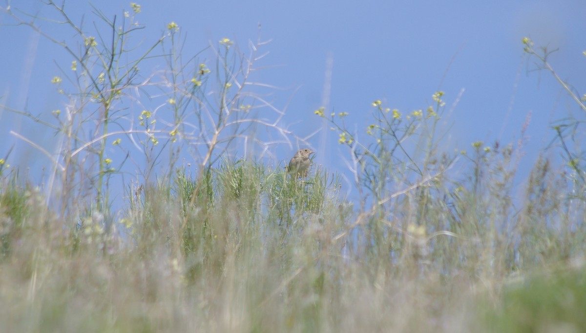 eBird Checklist - 7 Jun 2018 - Delaplain Rd - 1 species