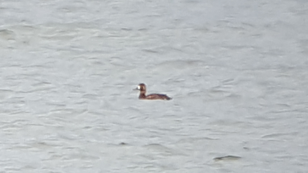 eBird Checklist - 13 Jun 2018 - Pickwick Dam - 30 species