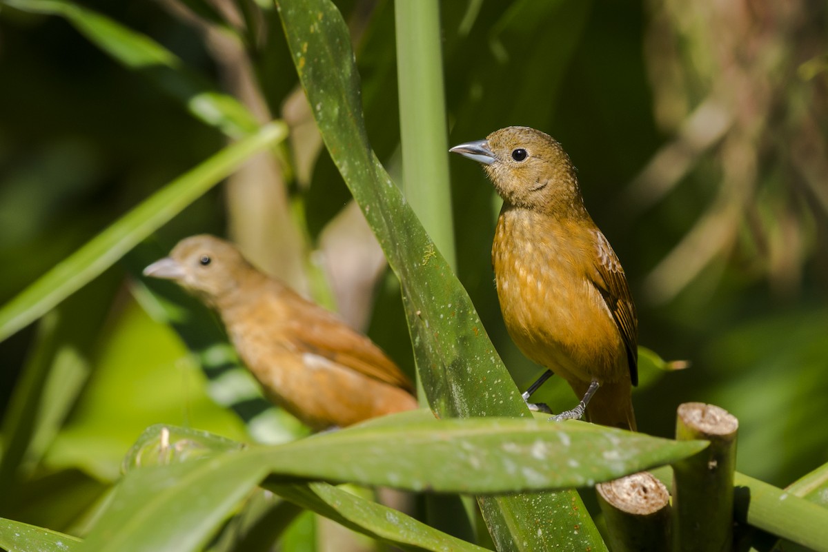 ML104325521 - Ruby-crowned Tanager - Macaulay Library