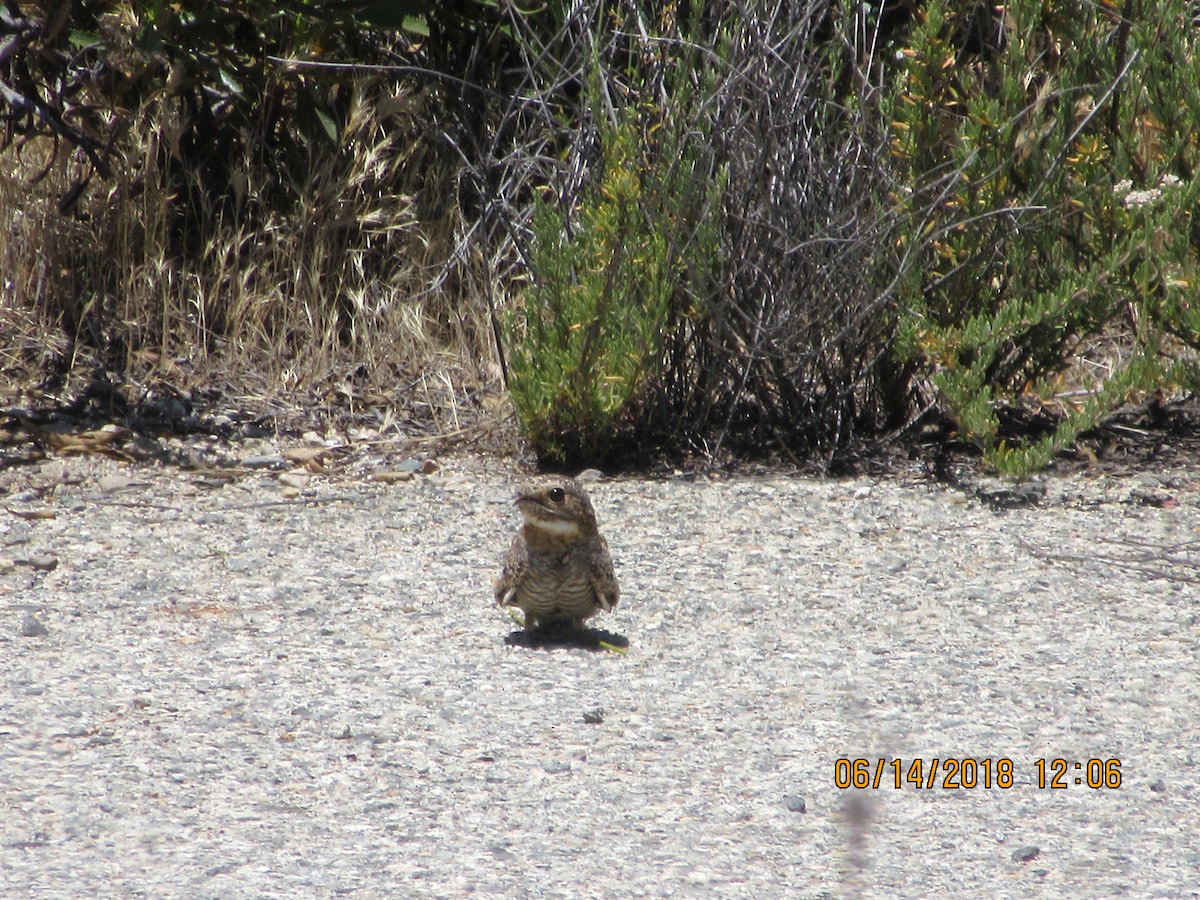 ML104431061 - Lesser Nighthawk - Macaulay Library