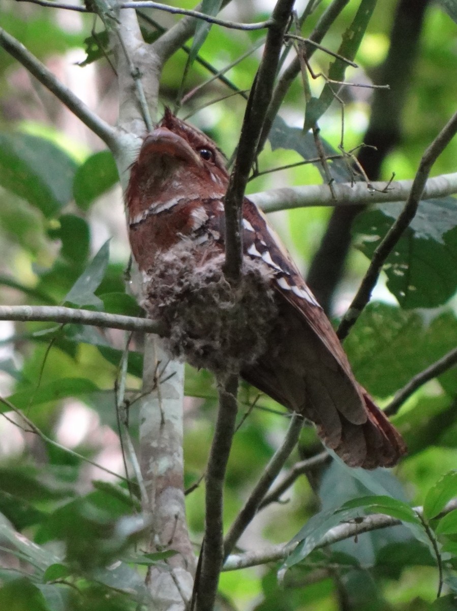 eBird Checklist - 1 Jun 2018 - Rajah Sikatuna Protected Landscape - 15 ...