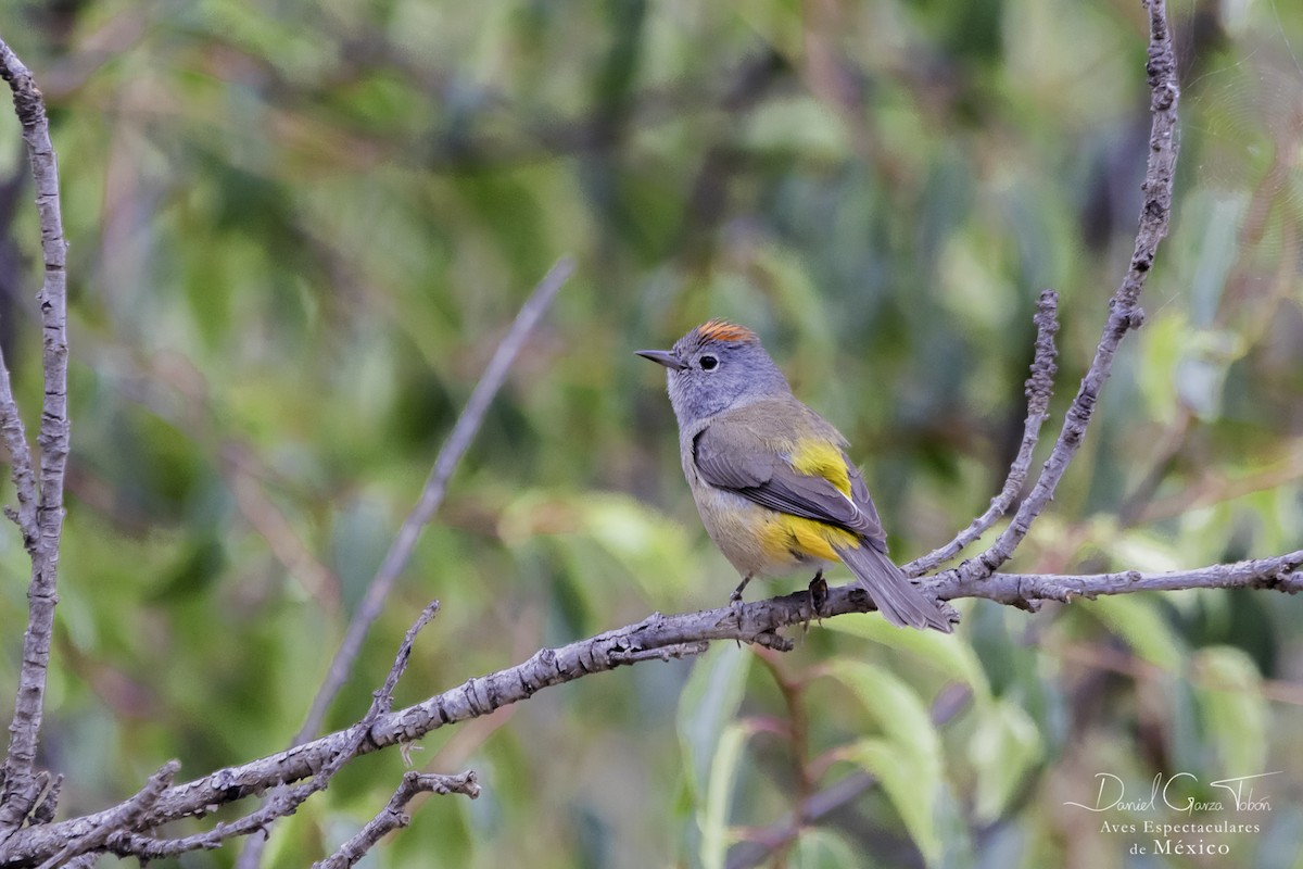 ML104784241 - Colima Warbler - Macaulay Library