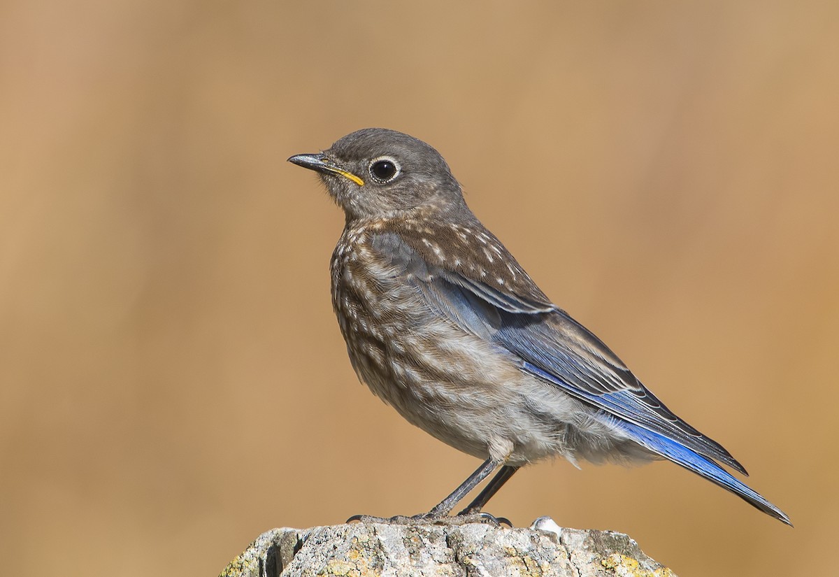 ML104790321 - Western Bluebird - Macaulay Library
