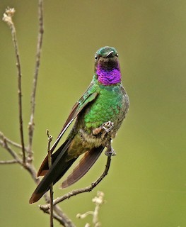 Colibrí Violeta (splendidus/pyropus) - eBird