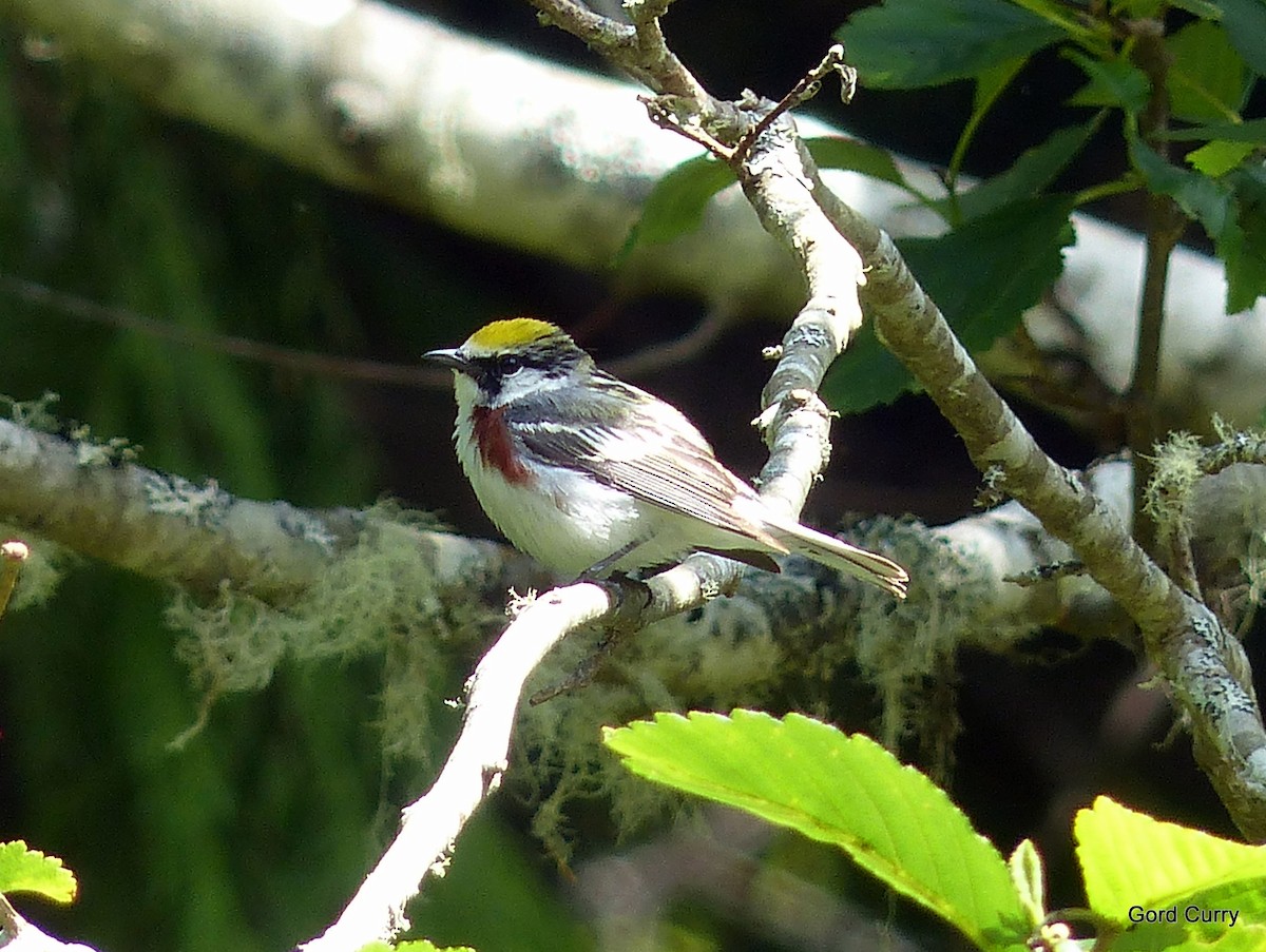 eBird Checklist - 19 Jun 2018 - Malcolm Island--Kaleva Road - 48 species