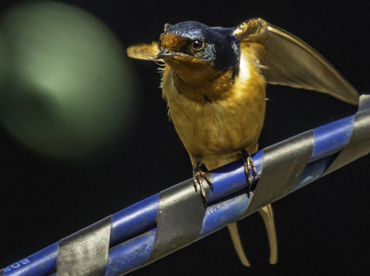 eBird Checklist - 21 Jun 2018 - Dipper Harbour Wharf - 1 species