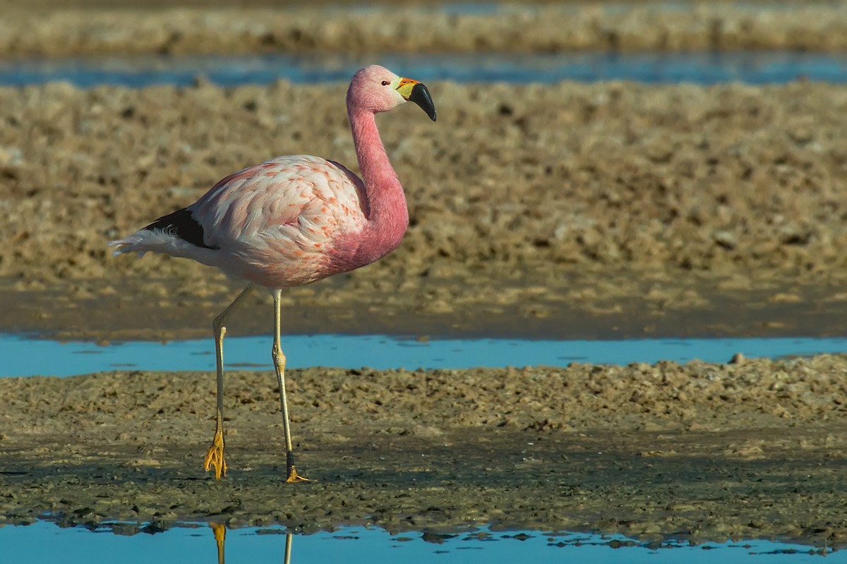 ML105401541 - Andean Flamingo - Macaulay Library