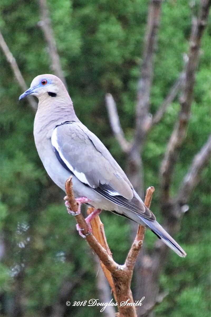 eBird Checklist - 25 Jun 2018 - Palo Duro Canyon SP (PHP 040) - 26 species