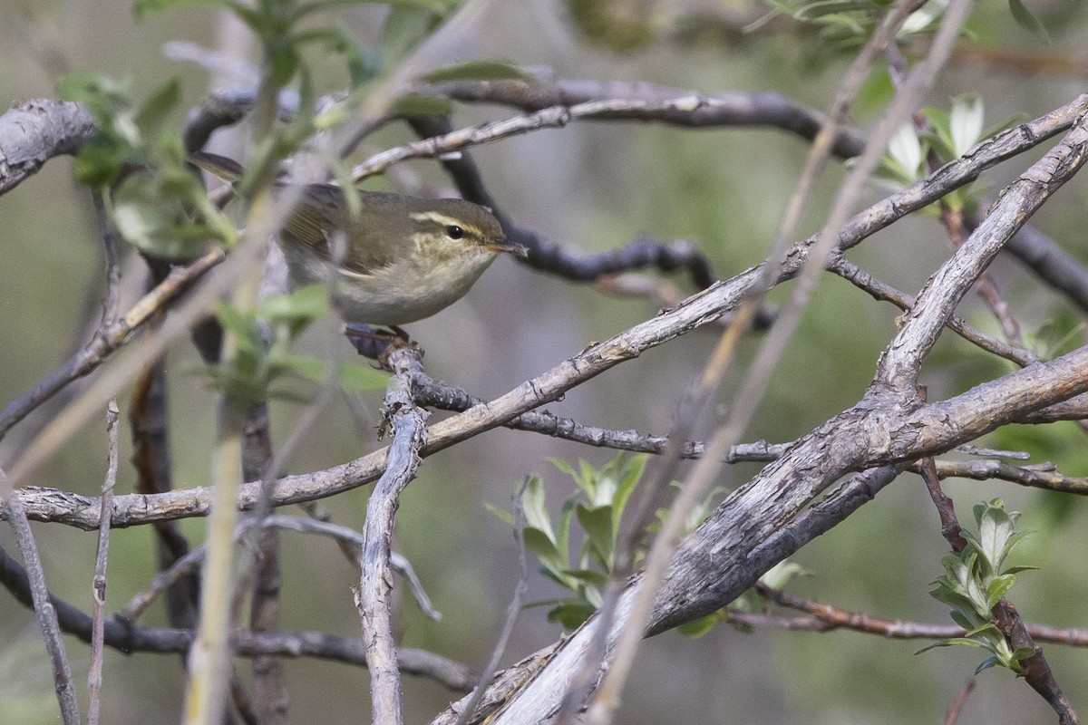 eBird Checklist - 28 Jun 2018 - Dalton Highway—Ice Cut - 16 species