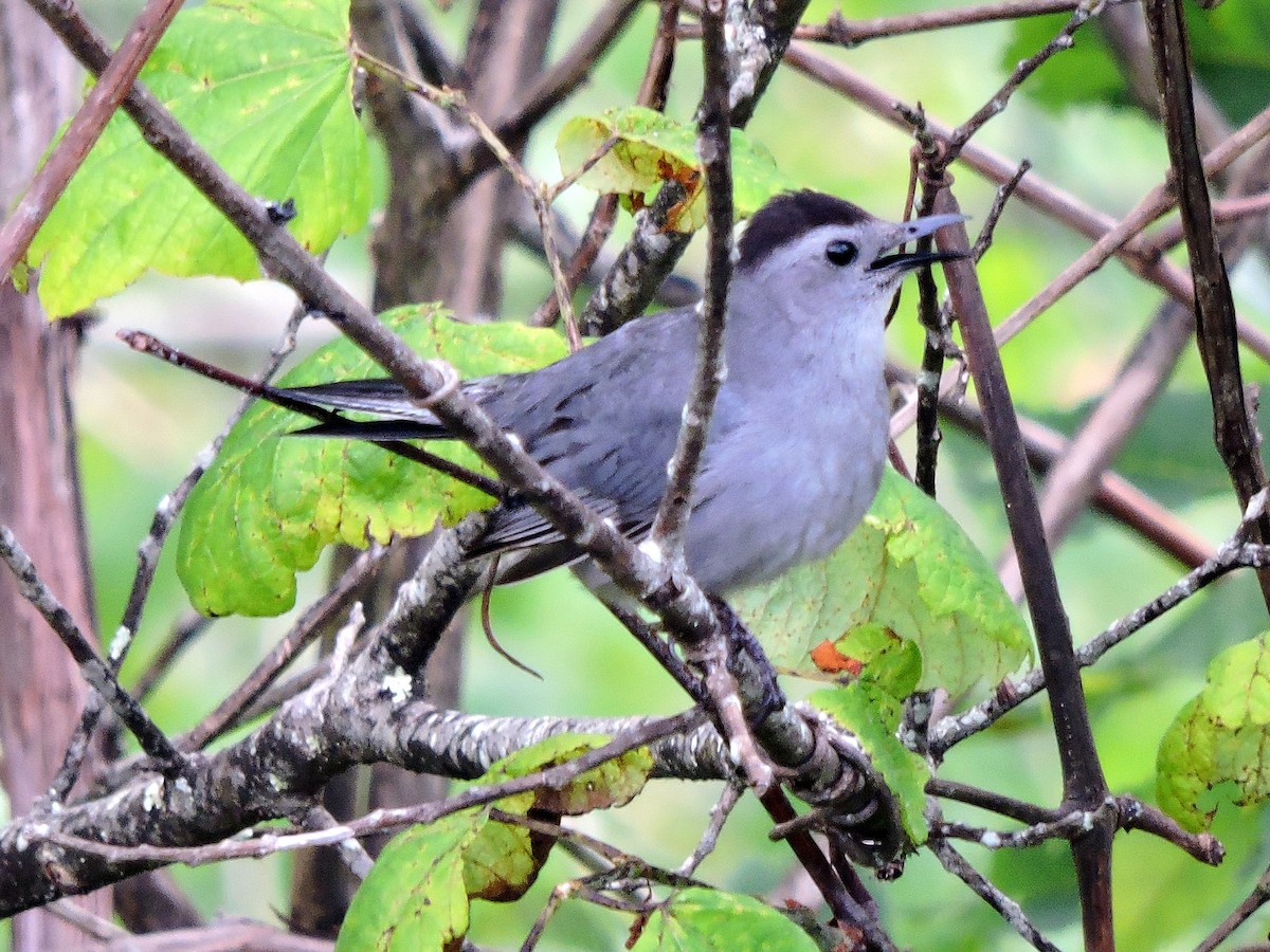 Virginia Breeding Bird Atlas Checklist - 4 Jul 2018 - Radar Road - 26 ...