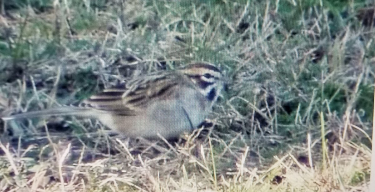 ML106666931 - Lark Sparrow - Macaulay Library