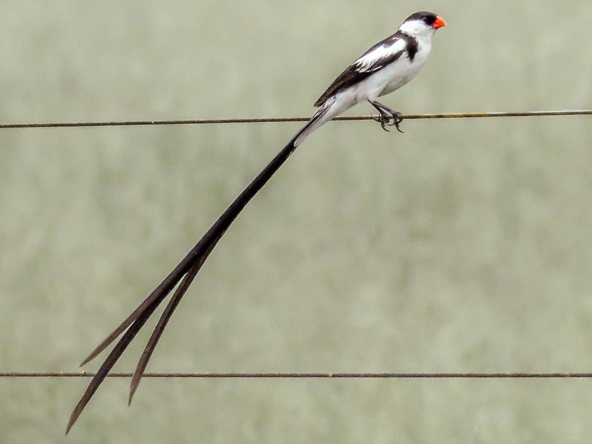 Pin-tailed Whydah - Vidua macroura - Birds of the World