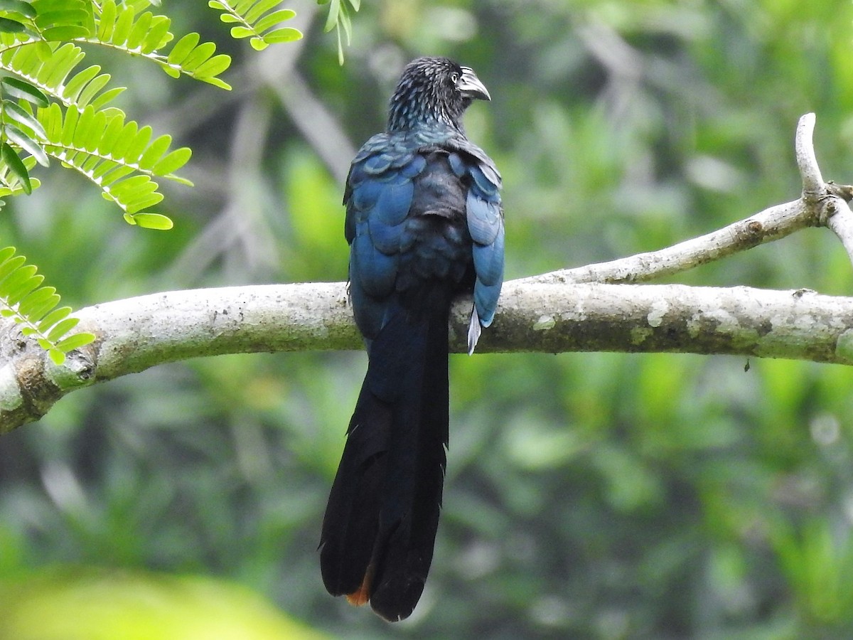 ML107184341 - Greater Ani - Macaulay Library