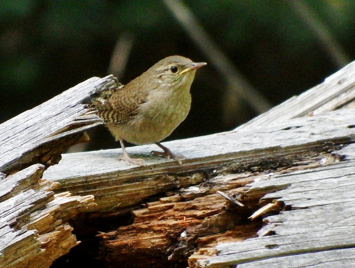 eBird Checklist - 11 Jul 2018 - Santa Fe National Forest Trail 288 - 19 ...