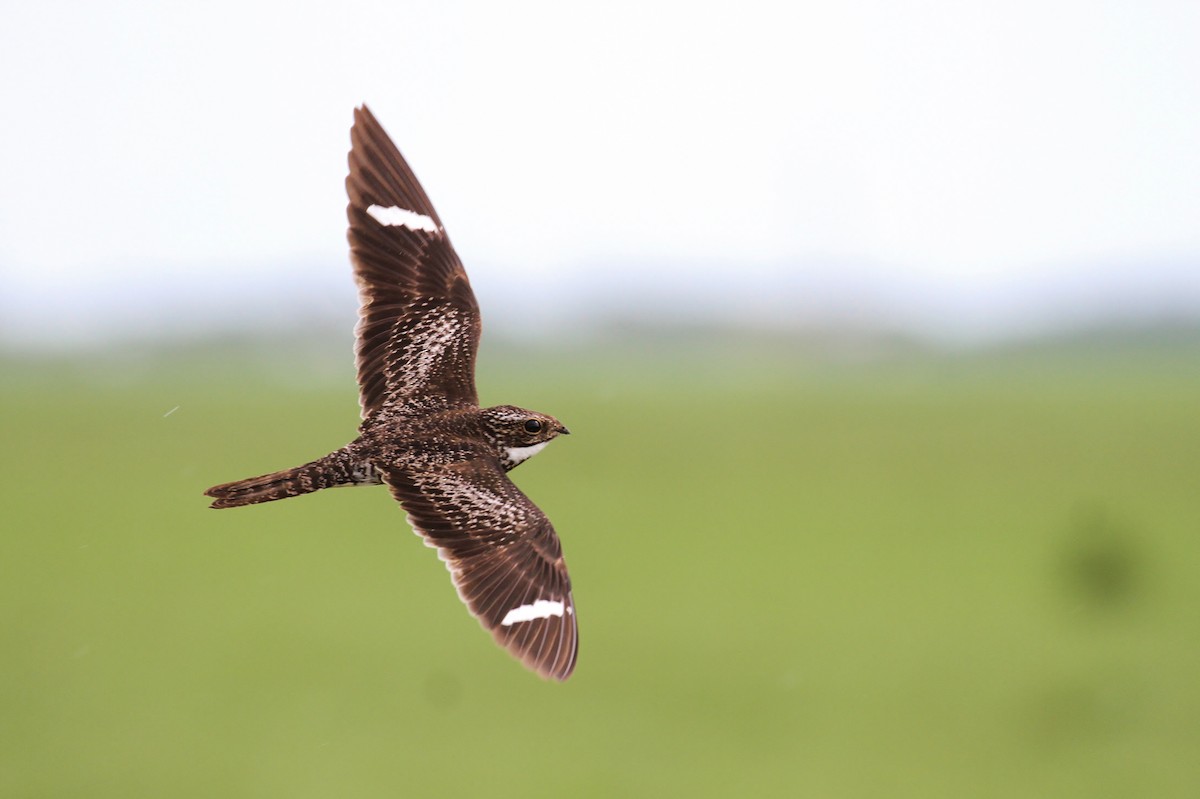 ML107295391 - Common Nighthawk - Macaulay Library
