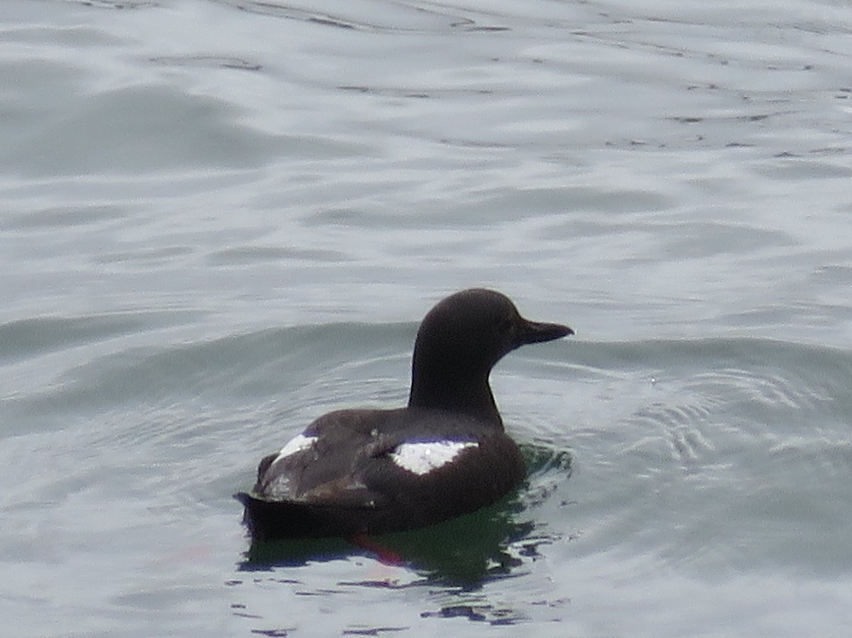 eBird Checklist - 5 Jul 2018 - West Cliff Dr.--eastern (aka Steamers ...