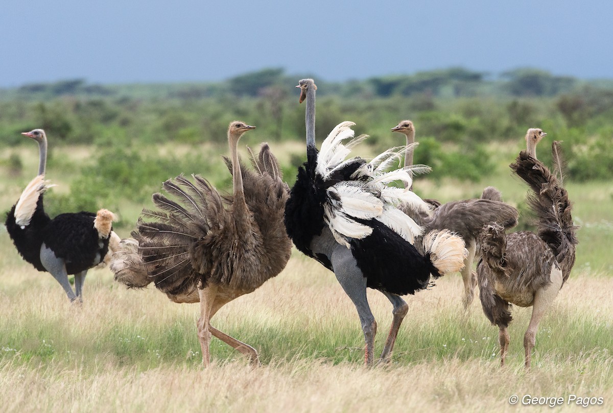 Somali Ostrich - Struthio molybdophanes - Media Search - Macaulay ...