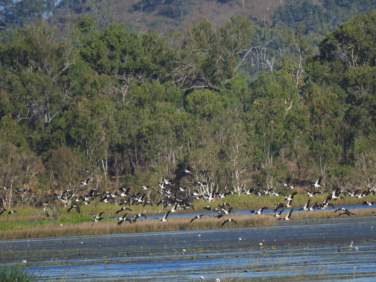 eBird Checklist - 13 Jul 2018 - Lake Mitchell--Quaids Dam - 28 species