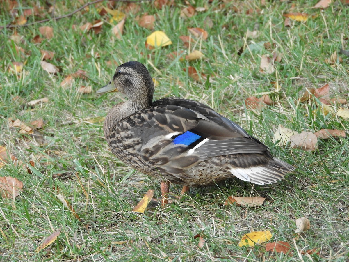 eBird Checklist - 16 Jul 2018 - Daniels Run Trail West - 14 species