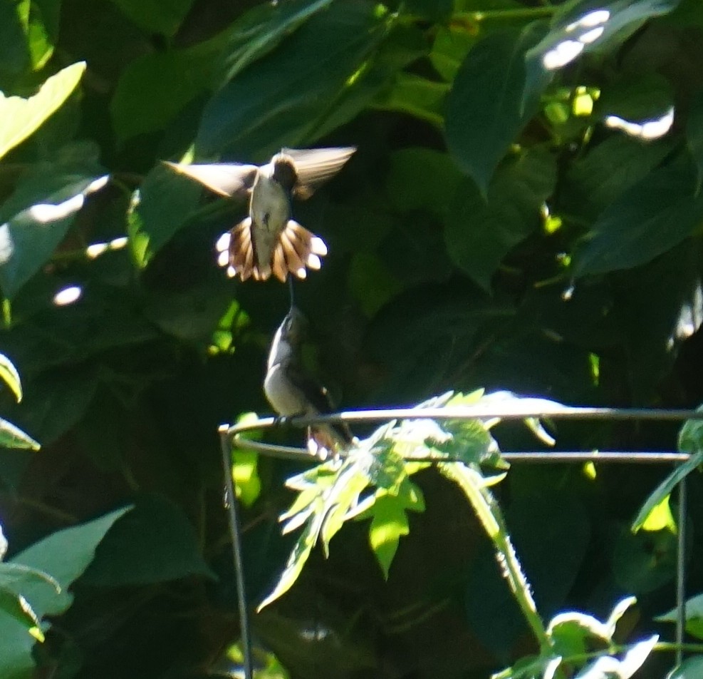 Virginia Breeding Bird Atlas Checklist - 13 Jul 2018 - Laurel Cove ...