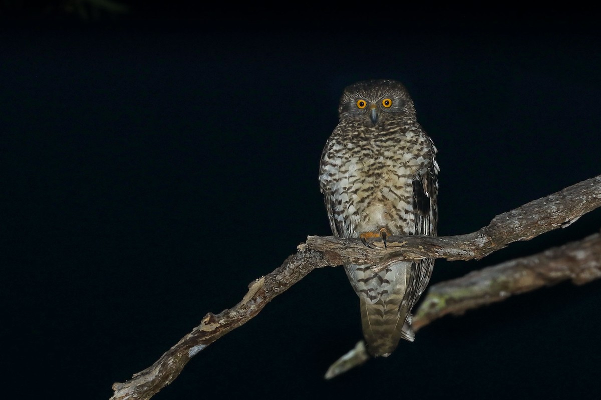 ML108332171 - Powerful Owl - Macaulay Library