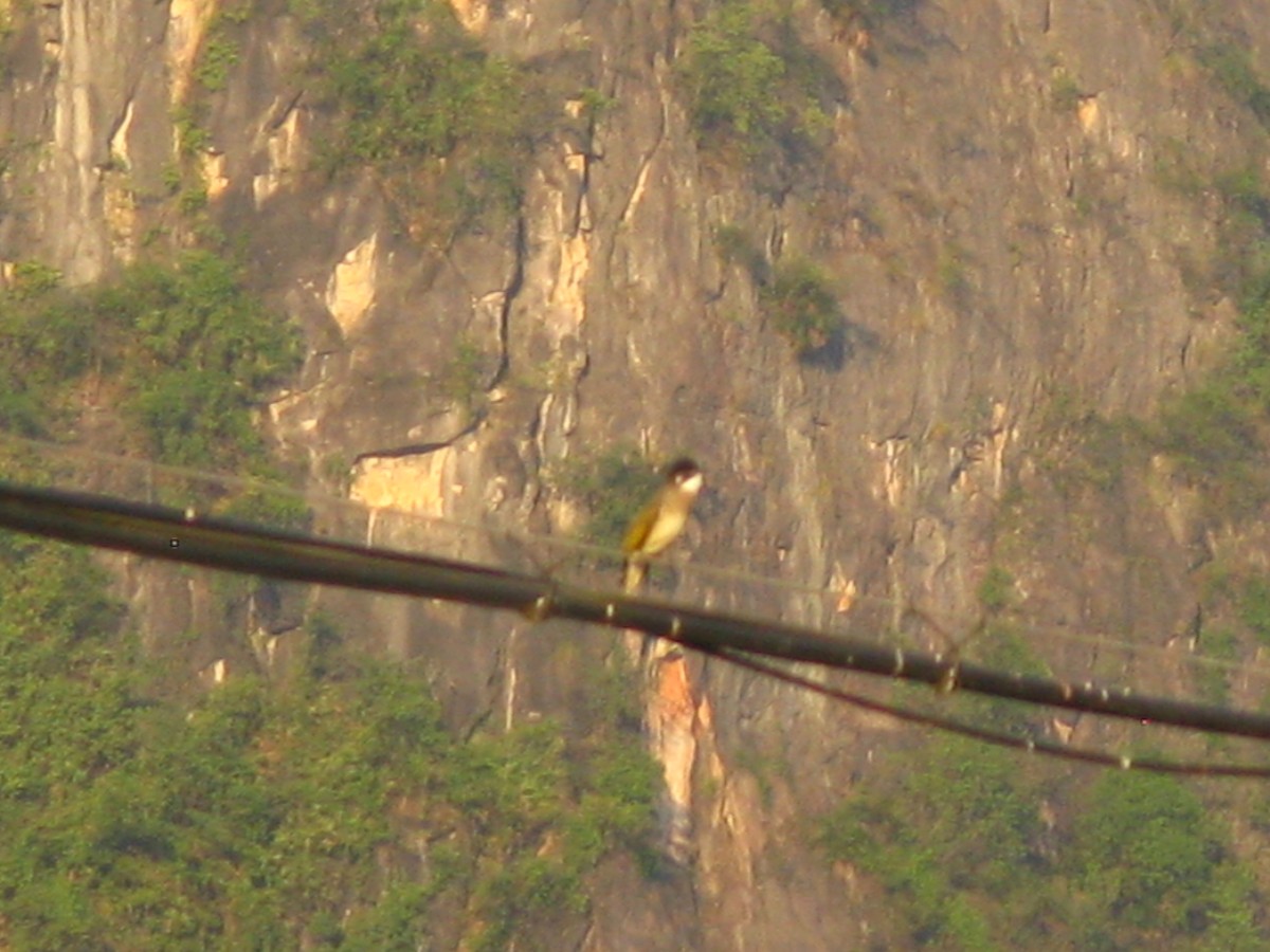 ML108749121 - Light-vented Bulbul (hainanus) - Macaulay Library