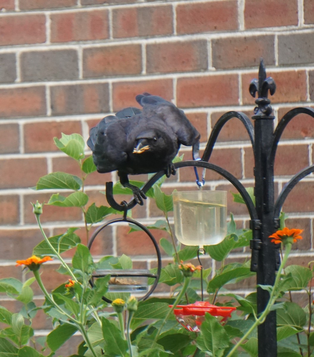 Virginia Breeding Bird Atlas Checklist - 17 Jul 2018 - Laurel Cove ...